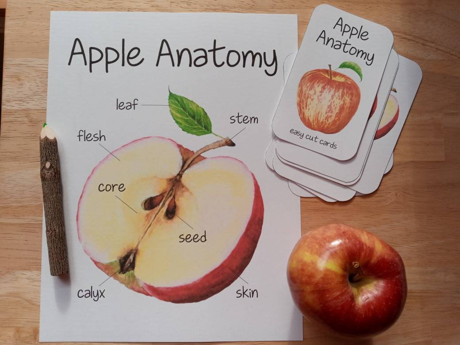 Apple Anatomy Set Poster Cards Homeschool Preschool | Etsy