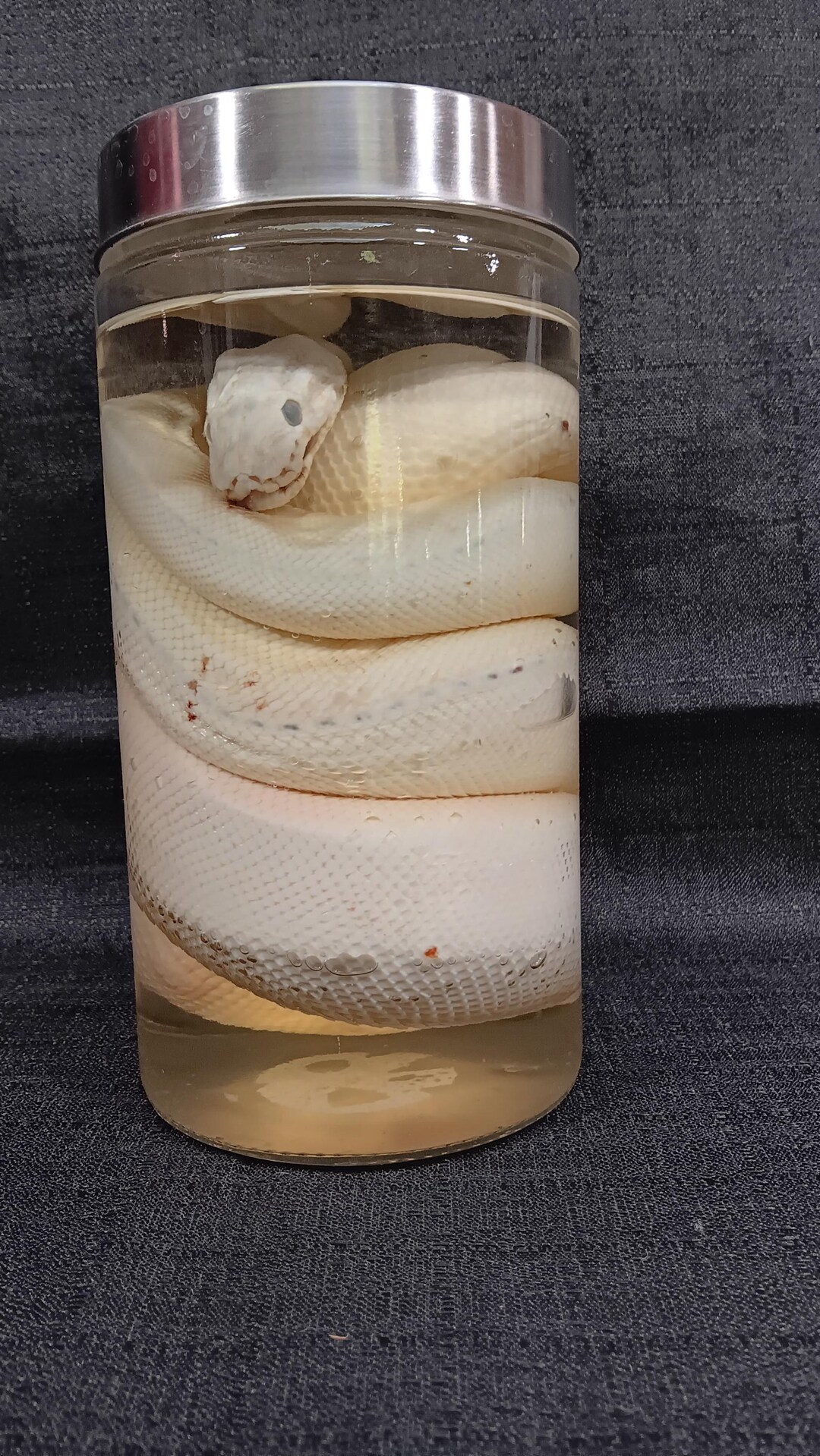 White Ball Python Wet Specimen in Glass Jar | Curled Preserved Reptile | Oddities & Curiosities ...