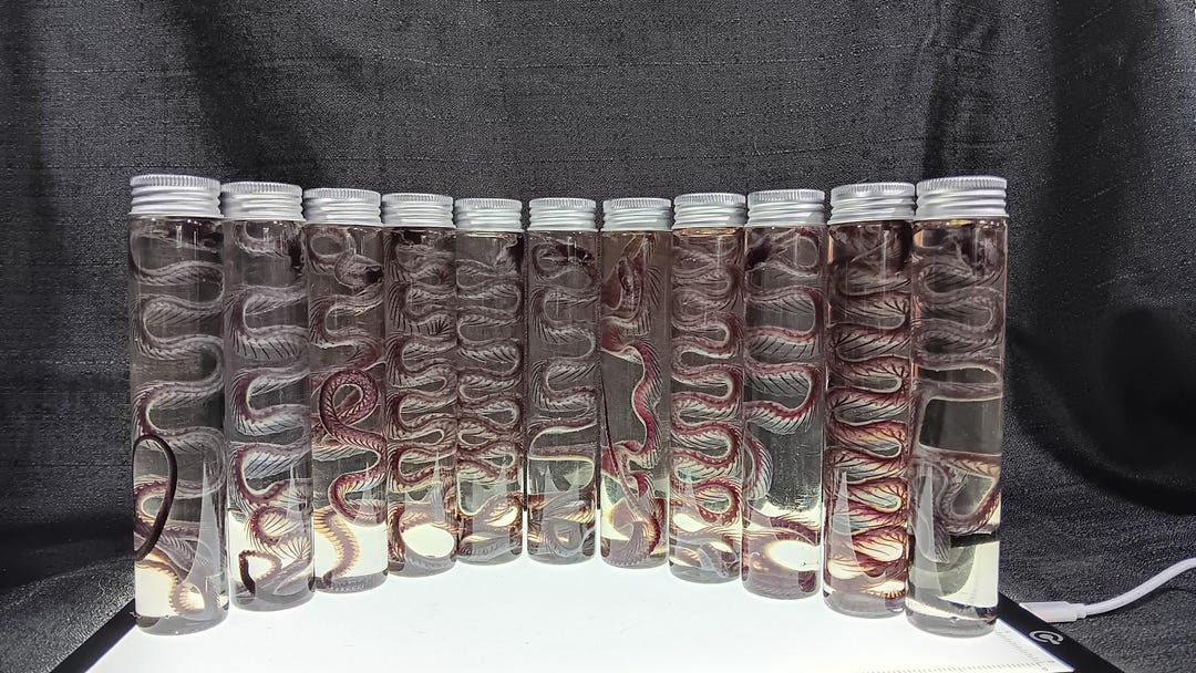 Diaphonized Garter Snake Wet Specimen: Cleared & Stained Anatomy Art - Etsy