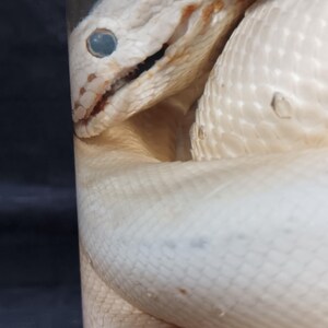 White Ball Python Wet Specimen in Glass Jar | Curled Preserved Reptile ...