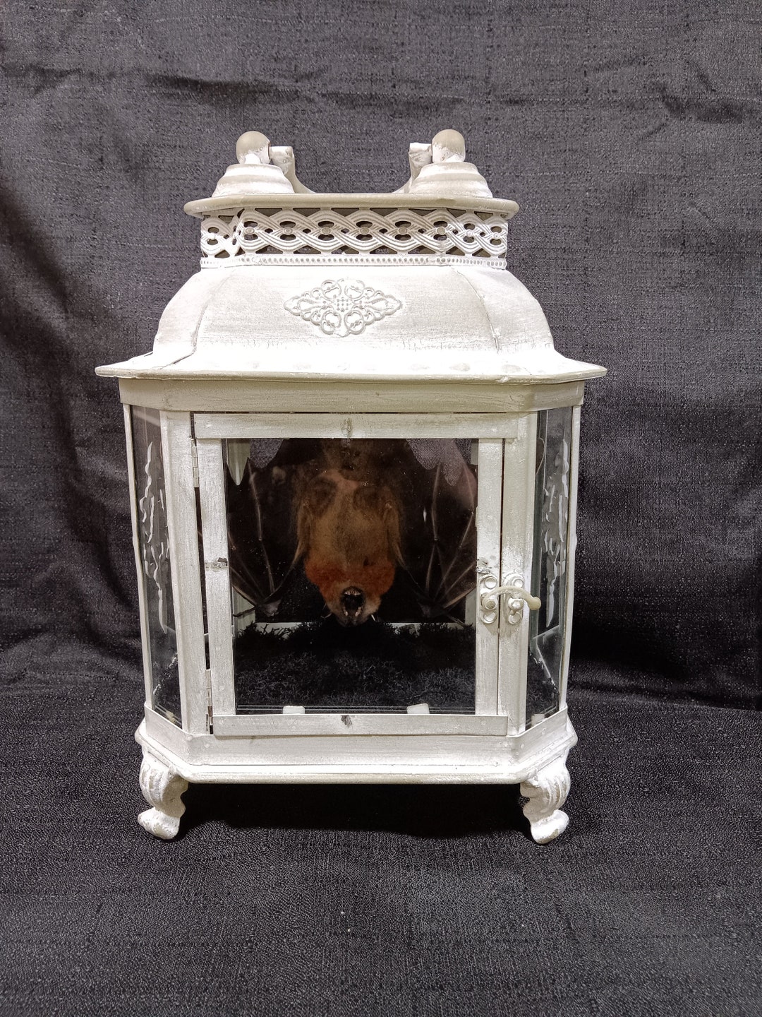 Real Mummified Bat Lantern Display - Etsy