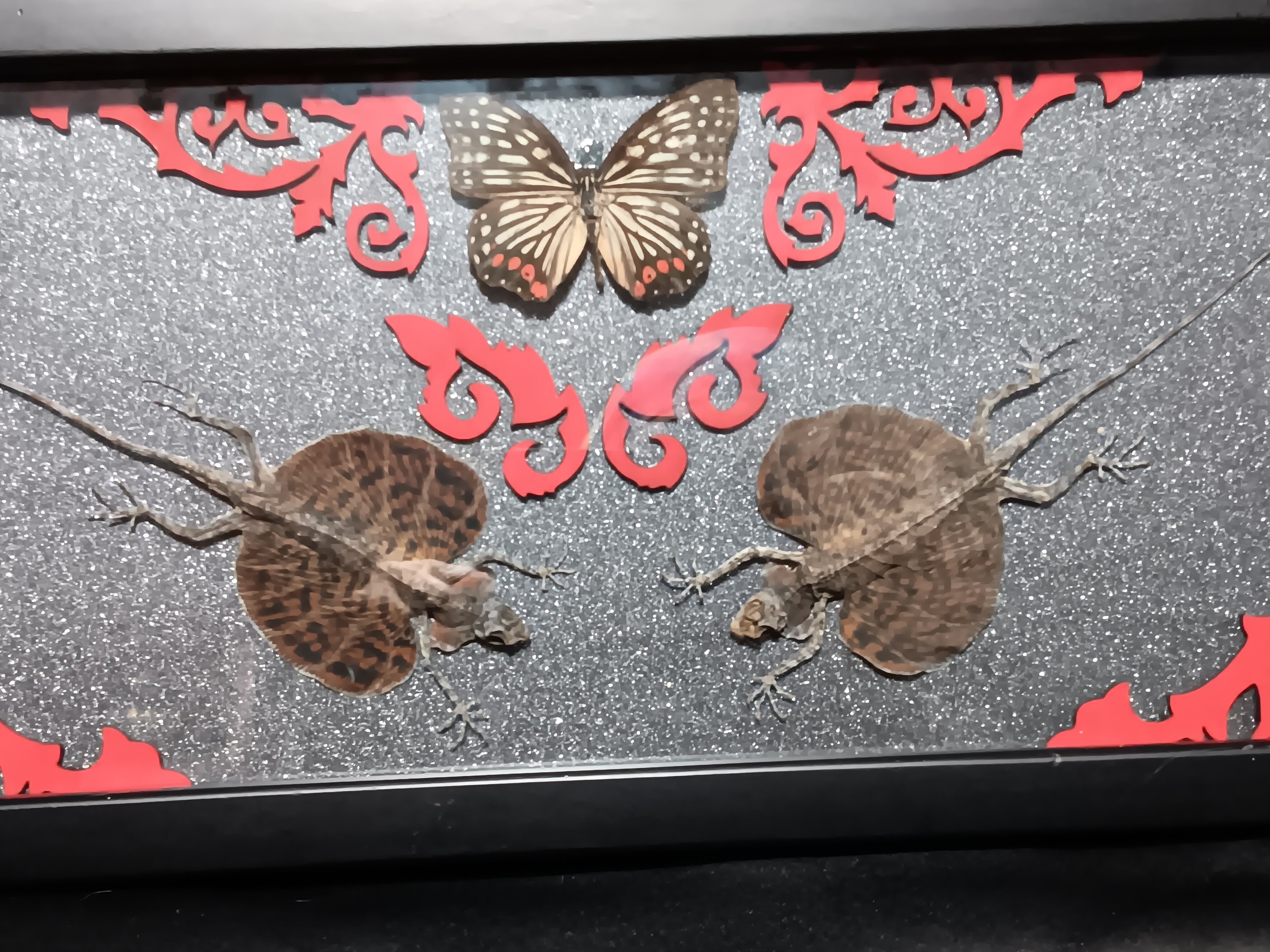 Draco Flying Lizard Display - Etsy