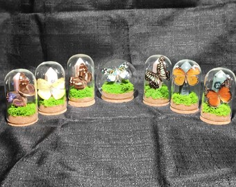 Real Junonia Coenia Butterfly in Glass Dome Habitat Display - Etsy