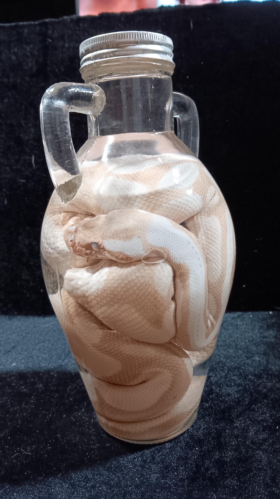 Ball Python Wet Specimen - Etsy