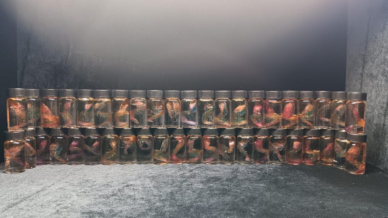 Diaphonized Shrimp Specimen: Unique Biological Oddity - Etsy