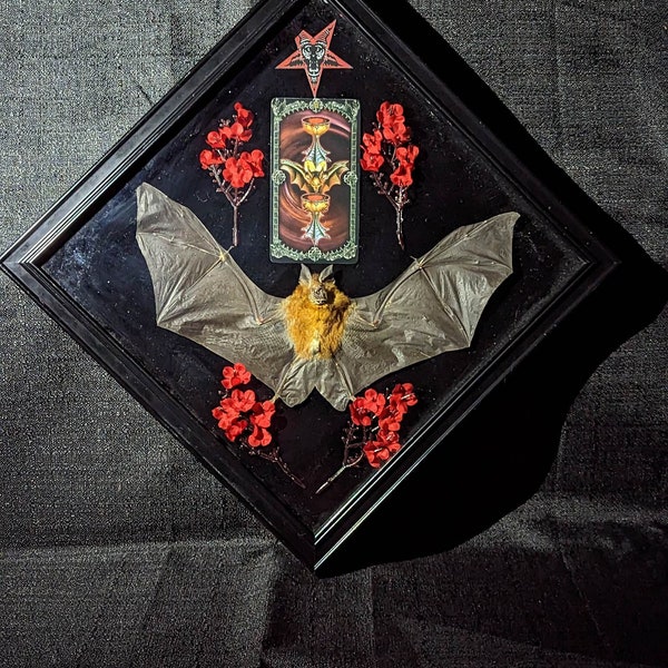 Bat Taxidermy - Etsy