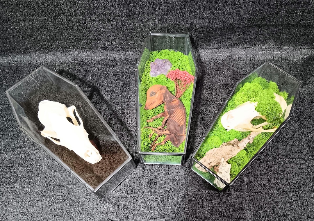 Glass Coffin Oddity Displays - Etsy