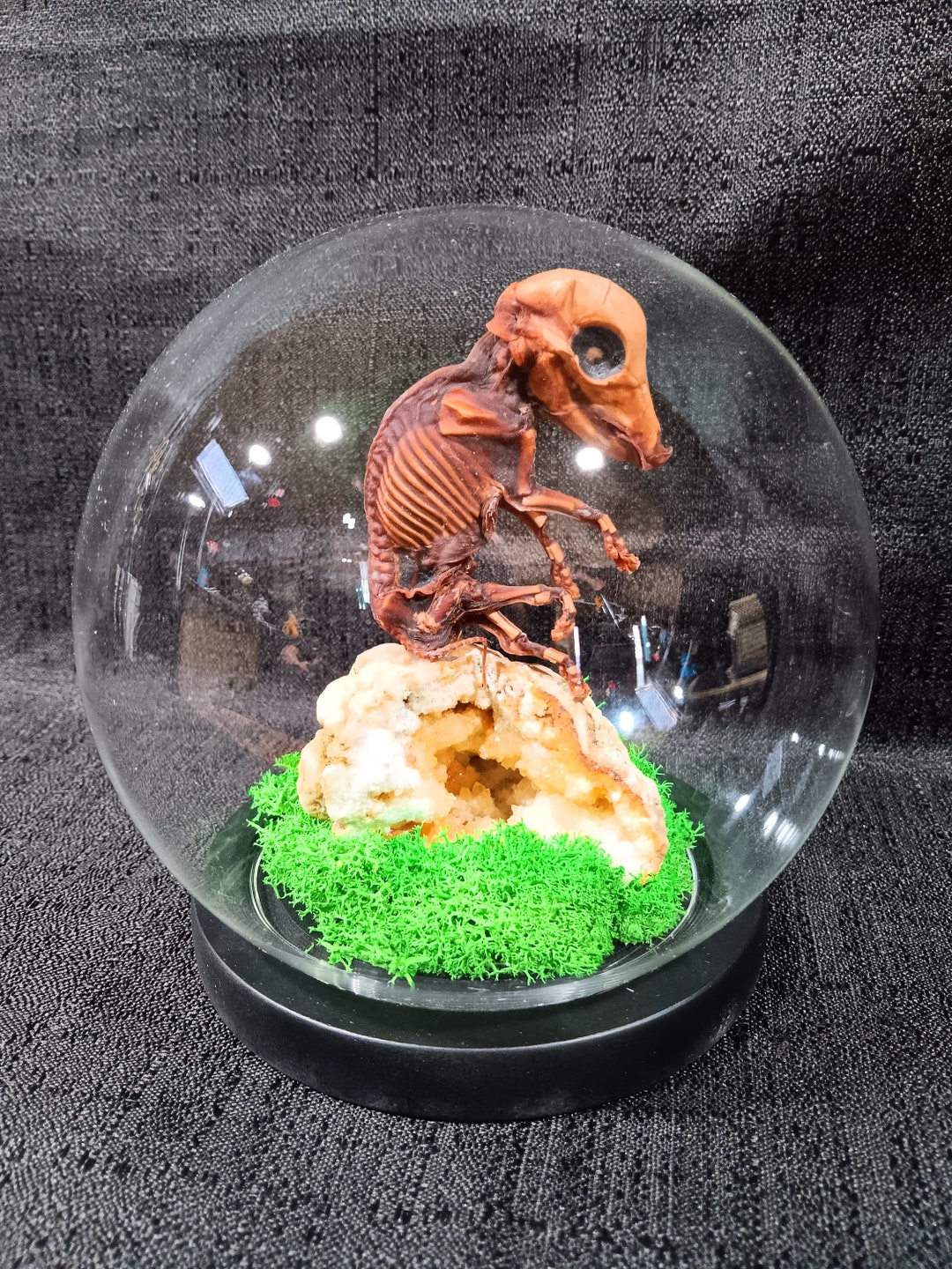 Mummified Pig Aka Bacon Seed Display - Etsy