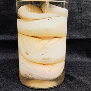 White Ball Python Wet Specimen in Glass Jar | Curled Preserved Reptile ...