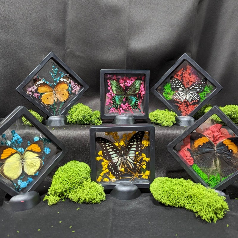 Butterfly Display - Etsy