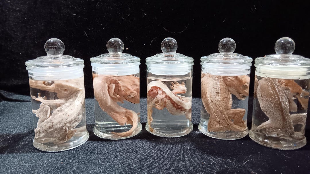 Crested Gecko Wet Specimen - Etsy