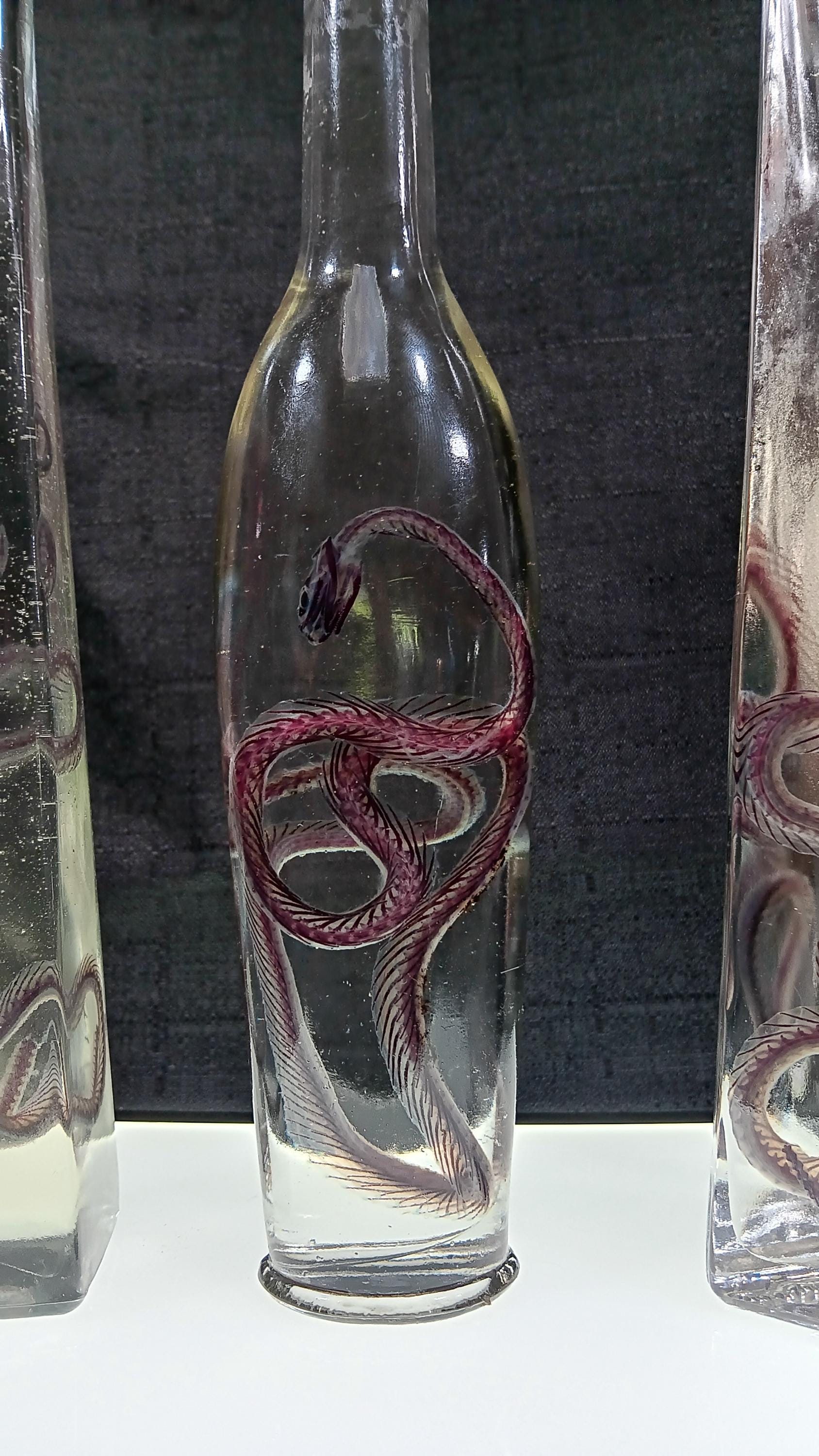 Diaphonized Garter Snake Wet Specimen: Oddities Collection, Dark Decor ...