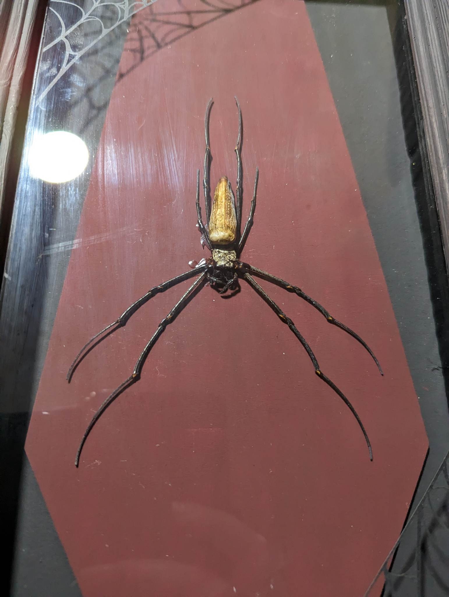Real Orb Weaver Spider Display - Etsy