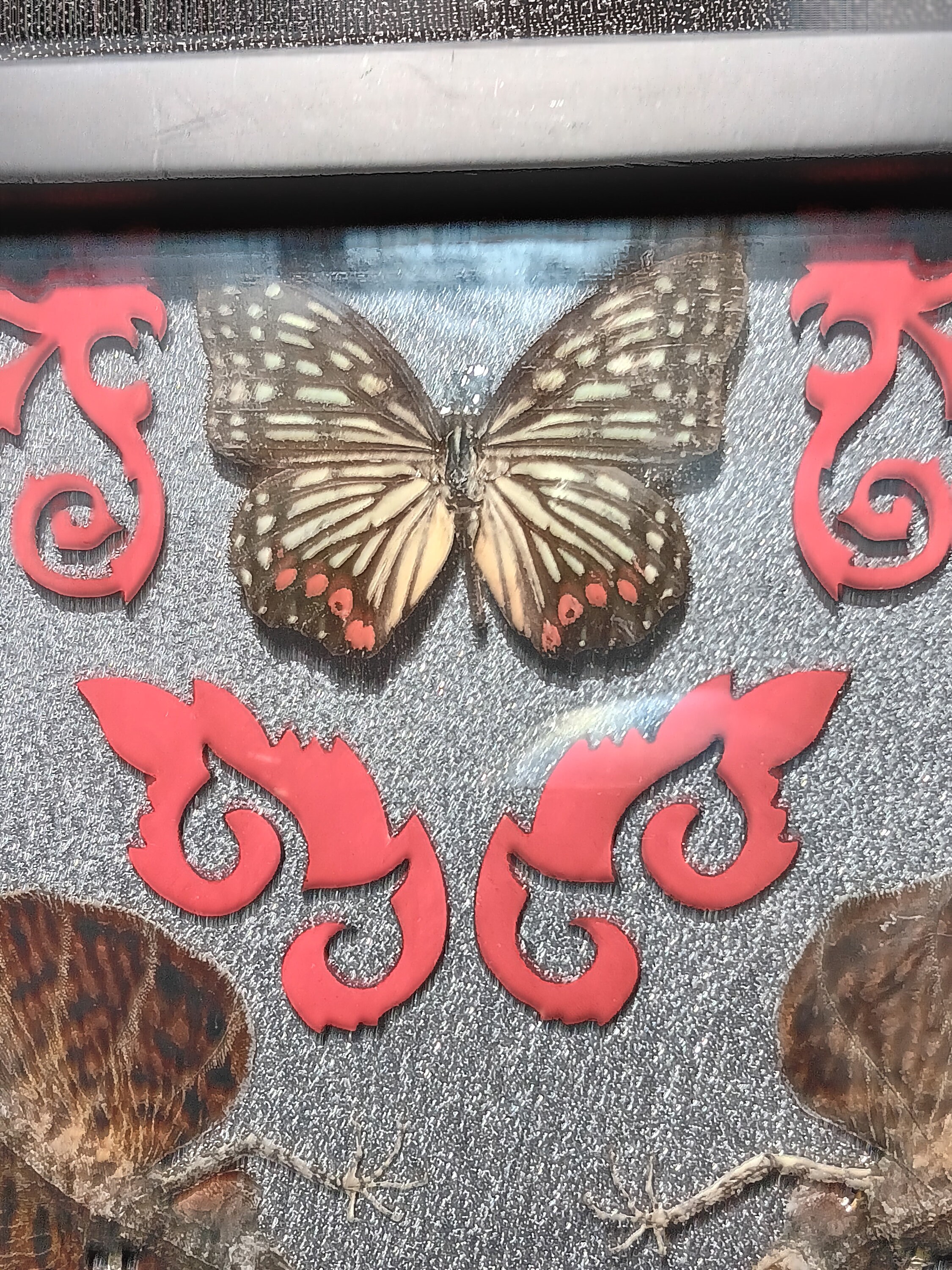 Draco Flying Lizard Display - Etsy