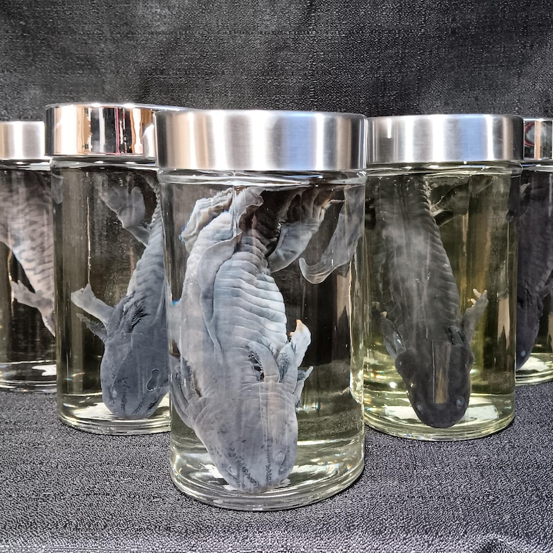 Wet Specimen - Etsy