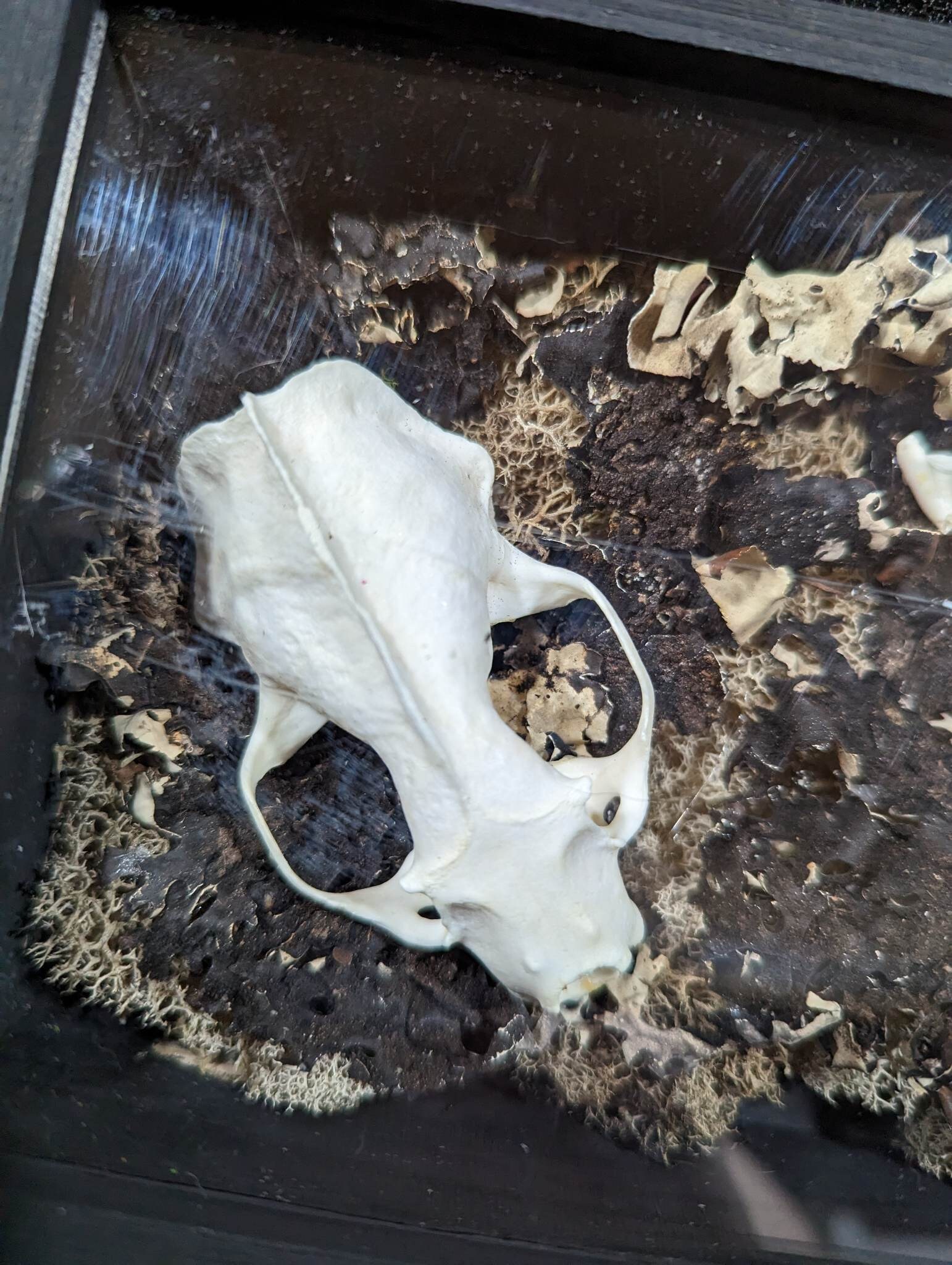 Real Mink Skull Display - Etsy