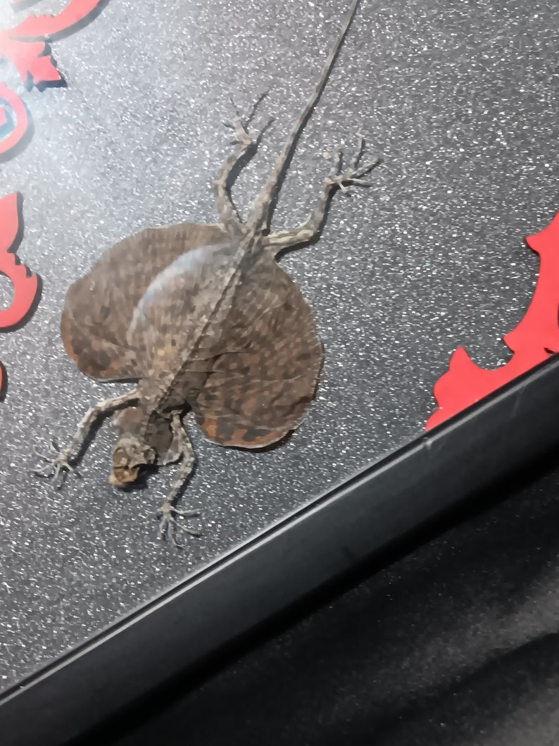 Draco Flying Lizard Display - Etsy