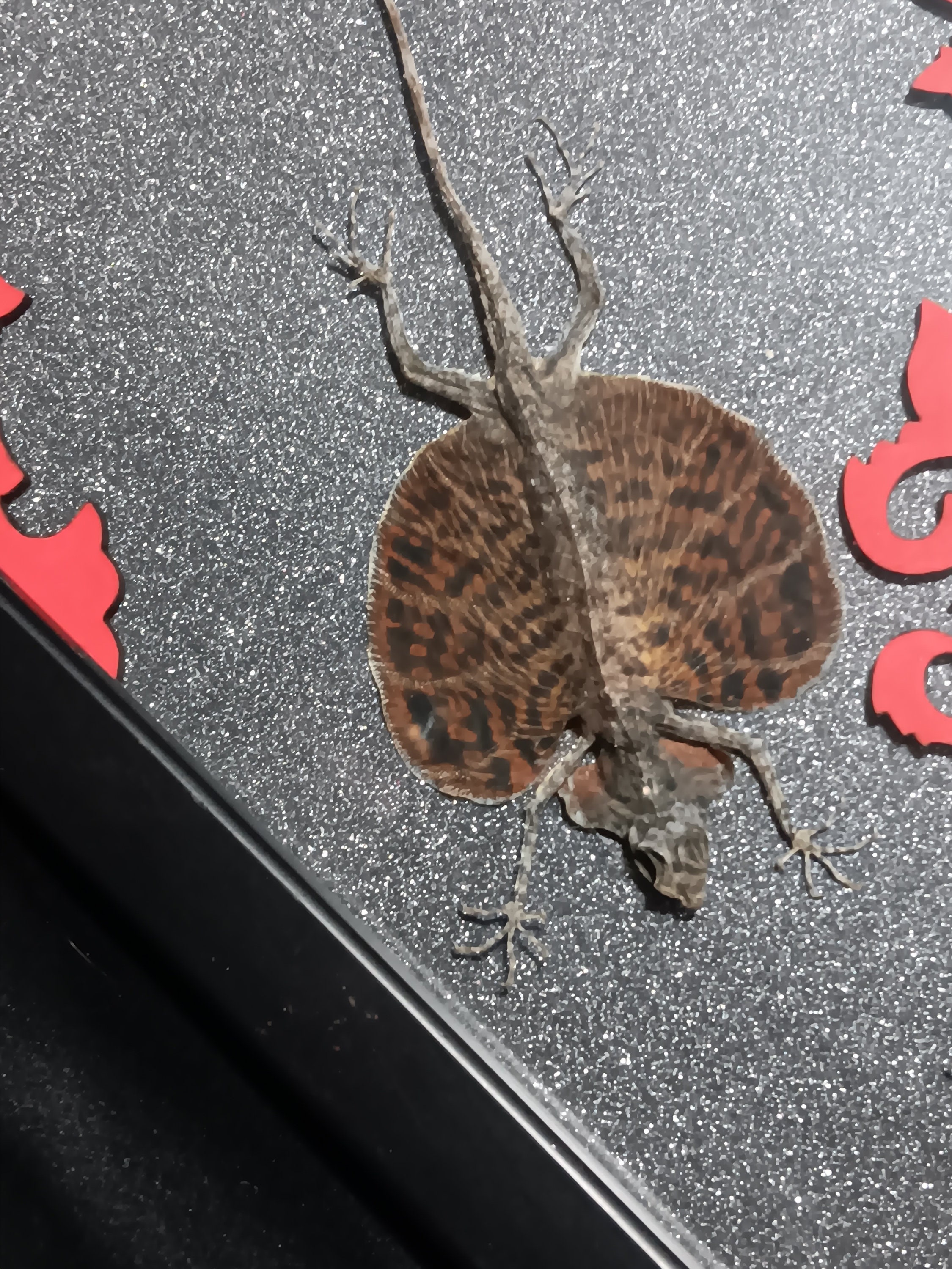 Draco Flying Lizard Display - Etsy