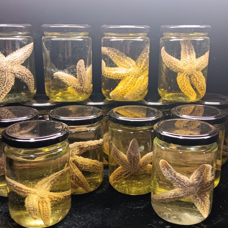 Wet Specimen Star Fish - Etsy