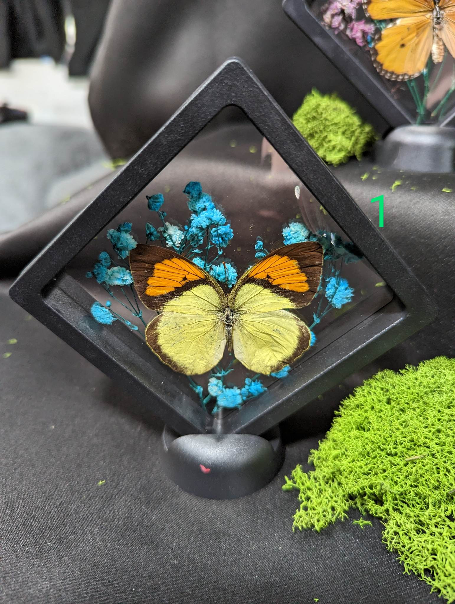 Real Butterflies In Nature