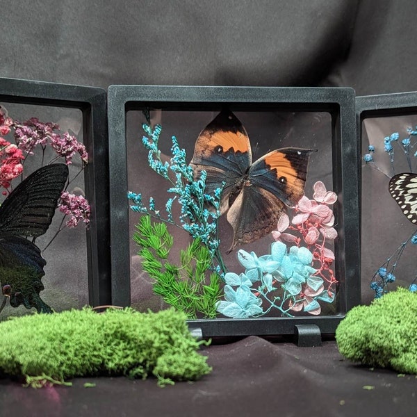 Real Butterfly Art - Etsy