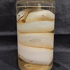 White Ball Python Wet Specimen in Glass Jar | Curled Preserved Reptile | Oddities & Curiosities ...