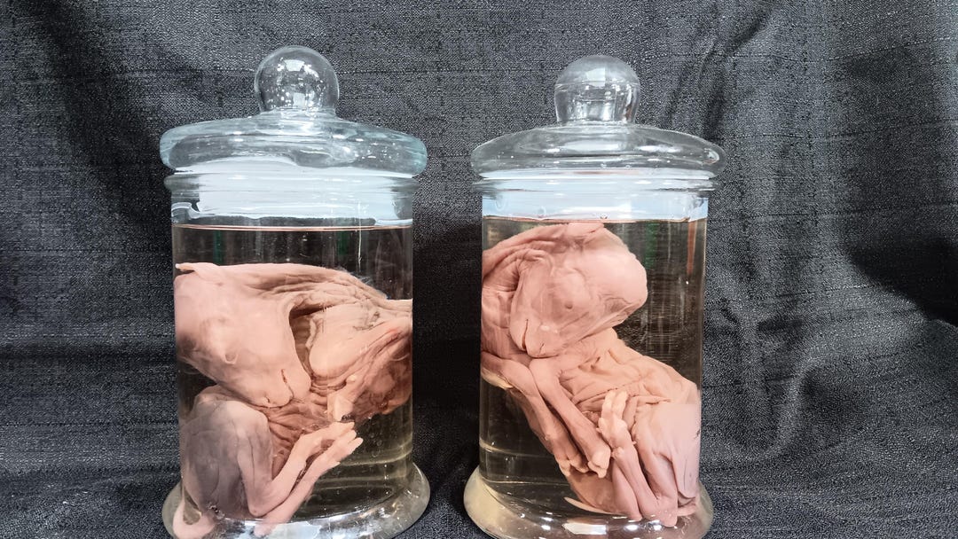 Fetal Sheep Wet Specimen in Decorative Jar | Preserved Lamb | Oddities ...