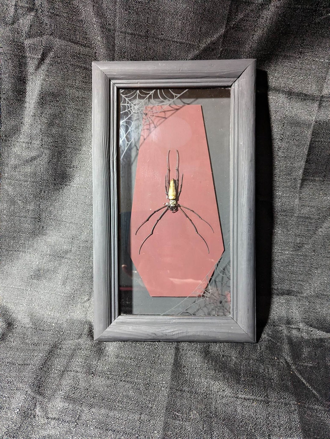 Real Orb Weaver Spider Display - Etsy