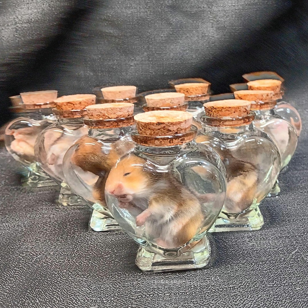 Hamster Wet Specimen - Etsy