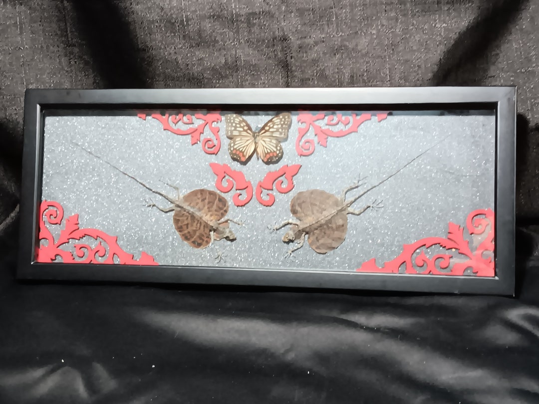 Draco Flying Lizard Display - Etsy