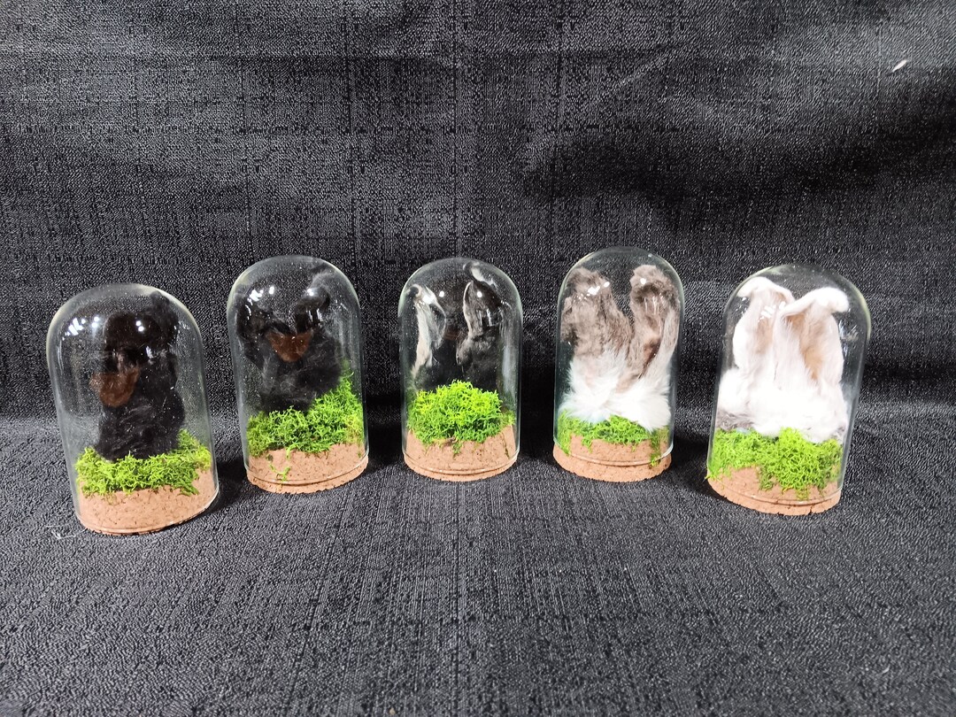 Mummified Rabbit Ears on Moss - Etsy