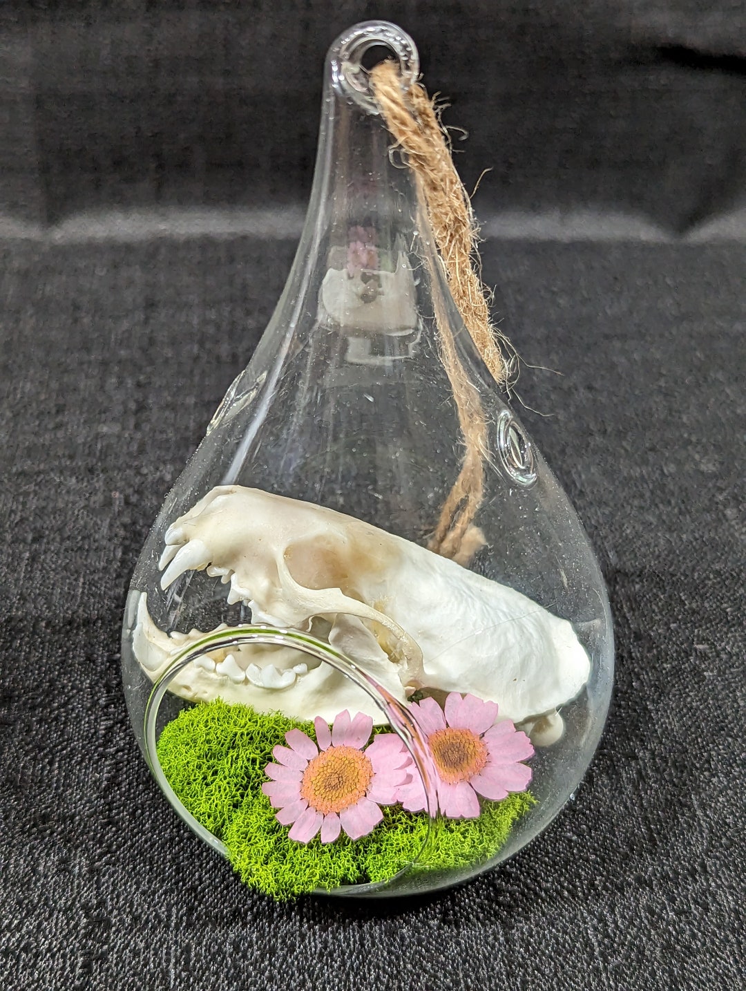 Real Mink Skull in a Hanging Glass Terrarium - Etsy