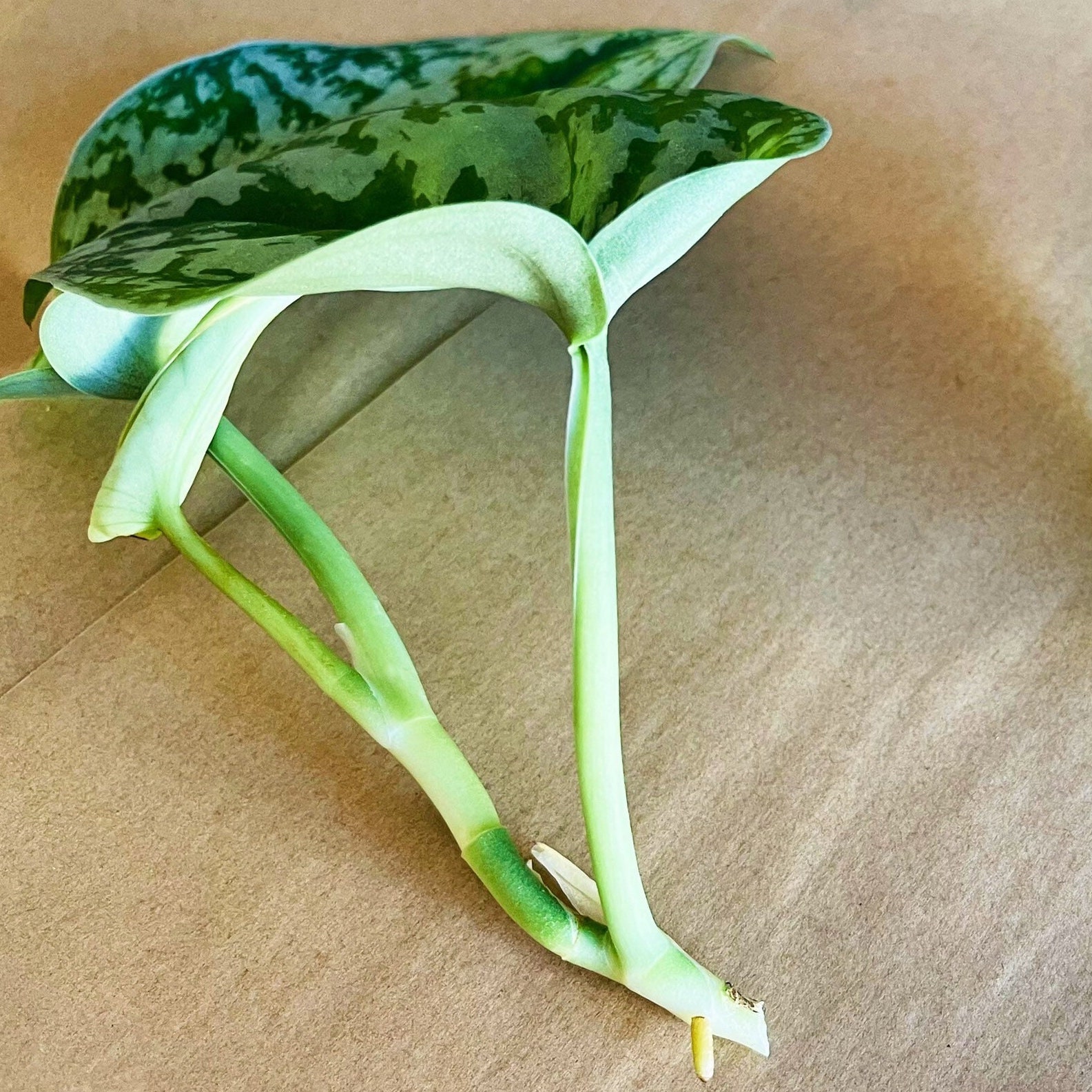 Scindapsus Pictus Exotica silver Satin Pothos Cutting Bundle Rooted ...