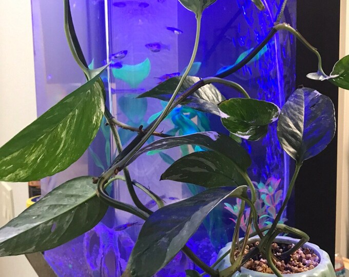 Variegated Cebu Blue Pothos Variegated Albo Epipremnum Pinnatum Cutting ...