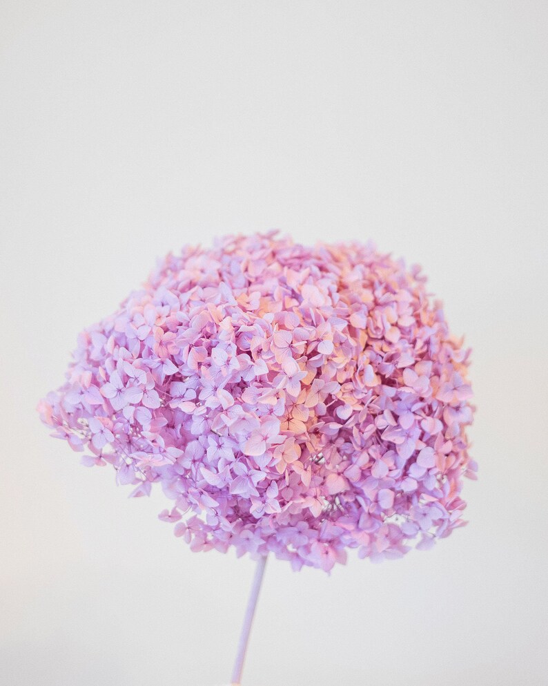 Preserved Hydrangea - Etsy