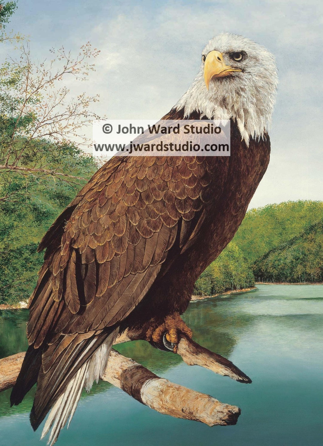 Bald Eagle Print by John L. Ward, Eagle Art Decor, Bald Eagle Wall ...