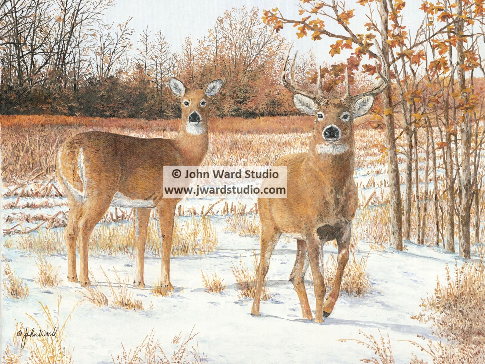 Curiosity Deer Art Print by John L. Ward, Deer Wall Hanging, Deer Wall ...
