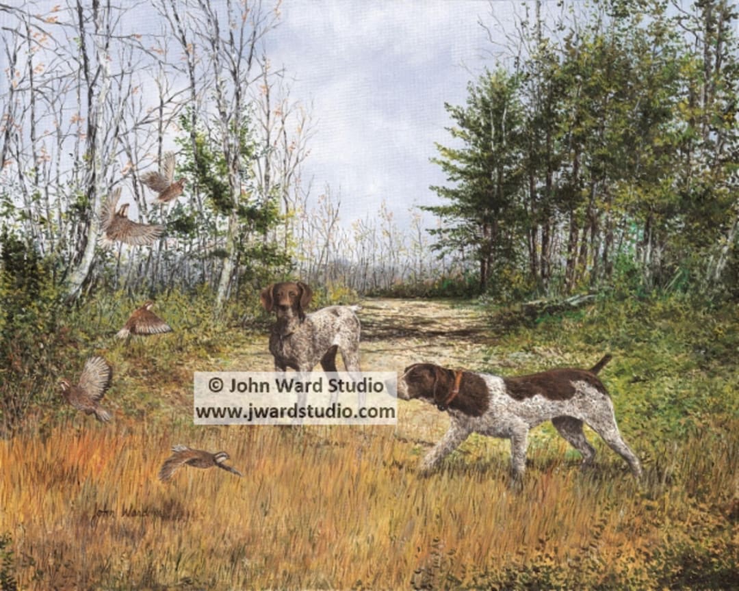 Flush German Shorthaired Pointers Art Print by John L. Ward, Quail ...
