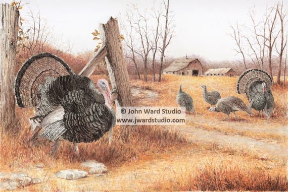 Turkey Hunting Sketches