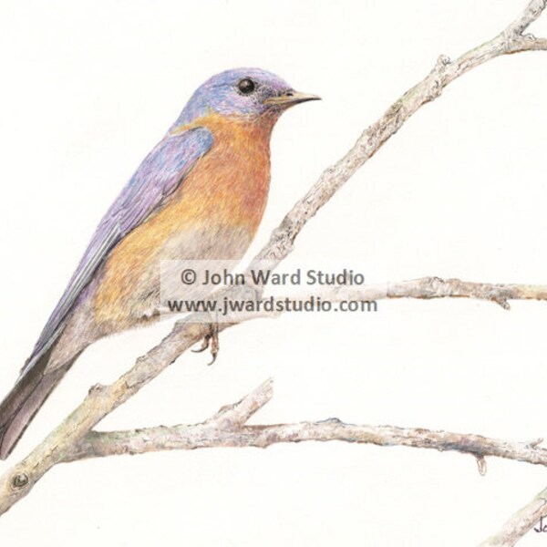 Bluebird on Branch Painting - Etsy