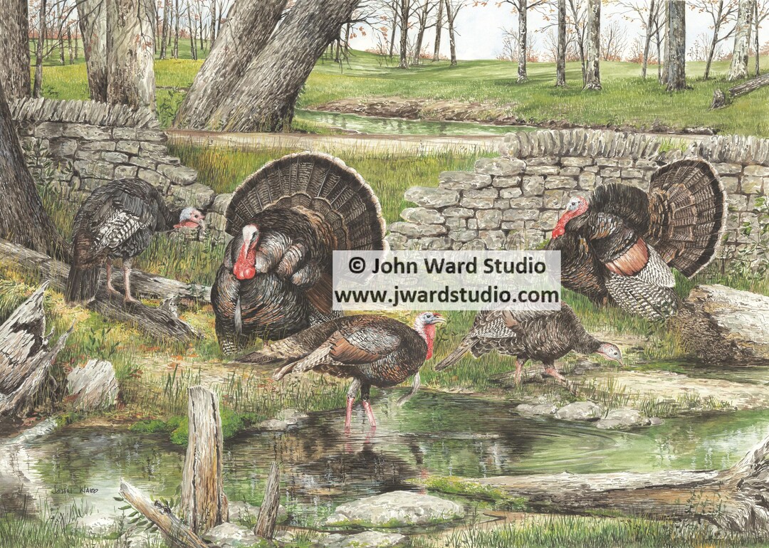 Strutting Turkey Art Print by John L. Ward, Eastern Turkey Art, Turkey ...