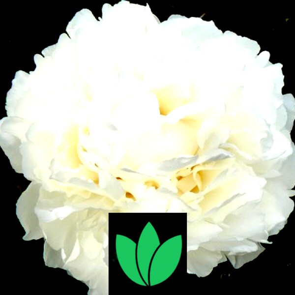 Peony - Etsy