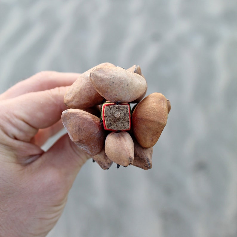 Seed Rattle Maraca 10 Seeds Handle Part Made From Aya - Etsy