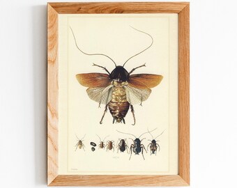 Cockroach Print | Etsy