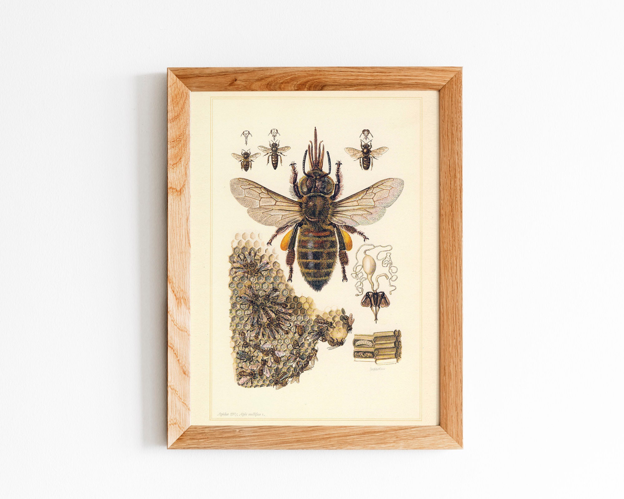 HONEY BEE Print Vintage Lithograph Digital Download | Etsy