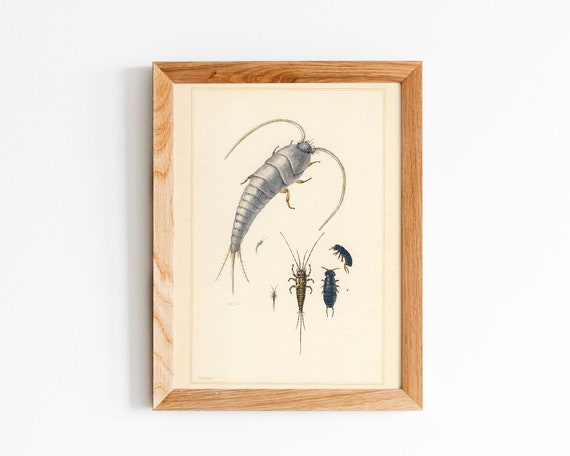 SILVERFISH PRINT Vintage Lithograph Digital Download | Etsy