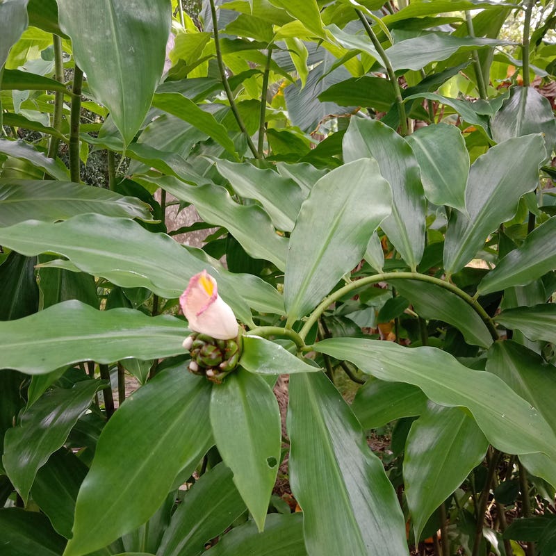 Japanese Guruko Furidamu Herbs List - Etsy Canada