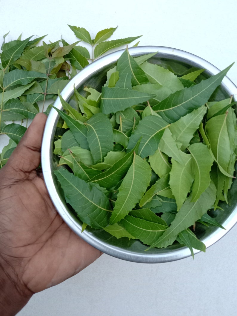 Feuille de neem (Azadirachta indica) pour le thé, 100 % feuilles de ...