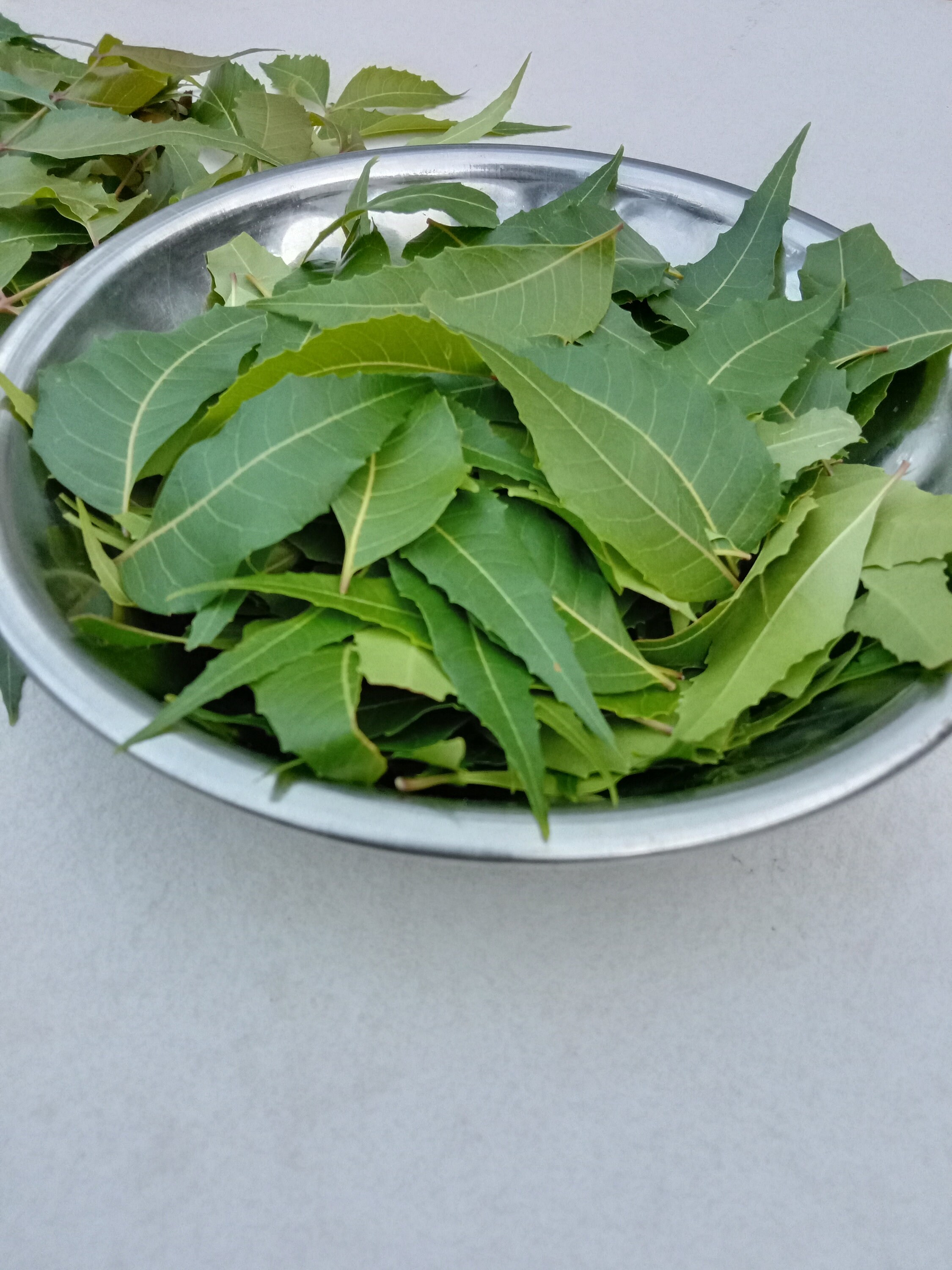 Neem Leaf azadirachta Indica for Tea,100% Organic High Quality Pure ...