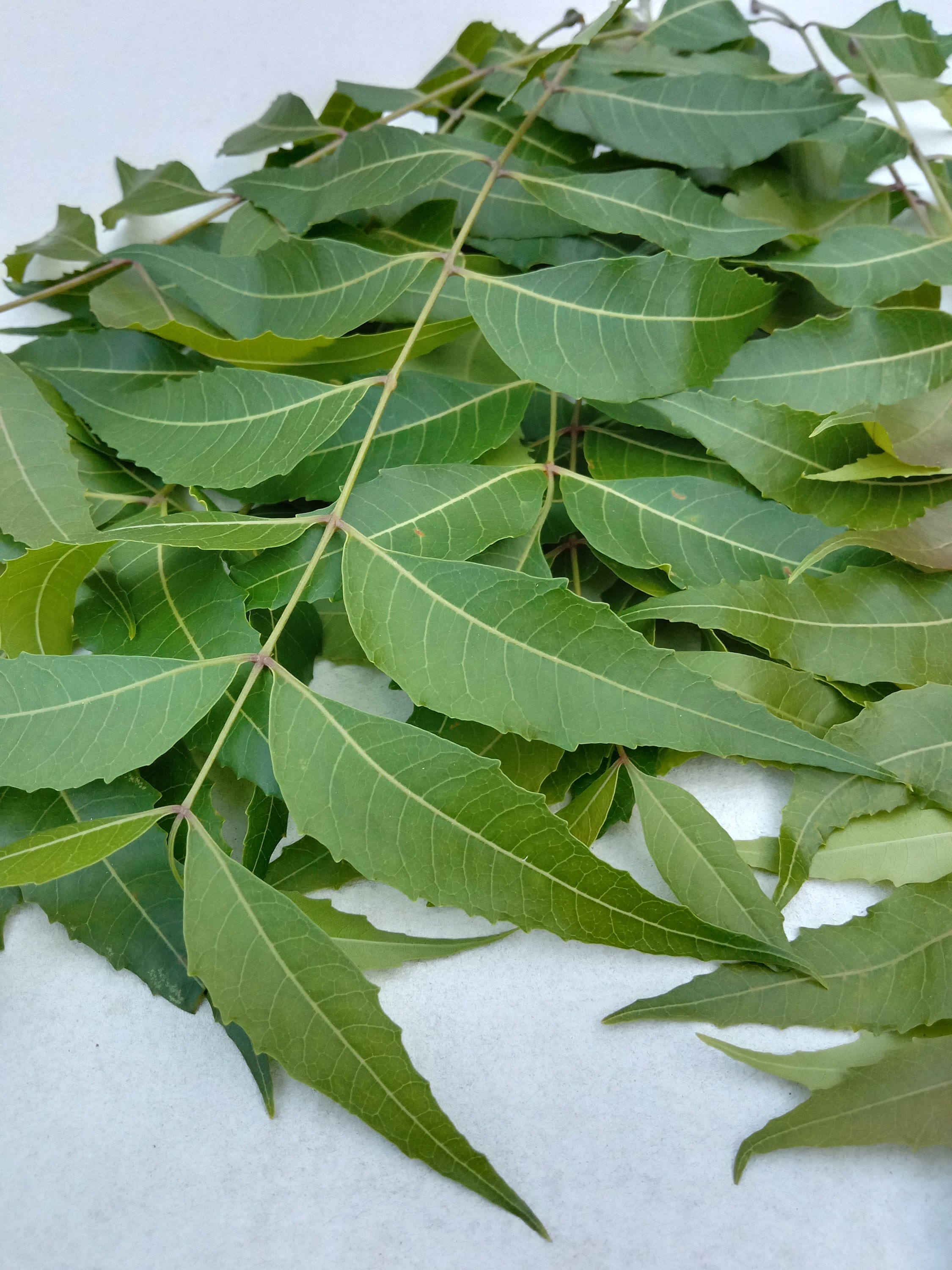 Neem Leaf azadirachta Indica for Tea,100% Organic High Quality Pure ...